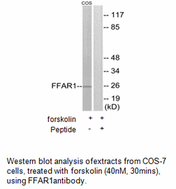 FFAR1 Antibody | AAT Bioquest