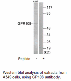 GPR108 Antibody | AAT Bioquest