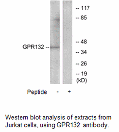 GPR132 Antibody | AAT Bioquest