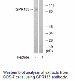 GPR133 Antibody | AAT Bioquest