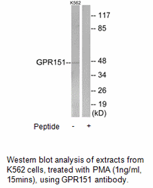 GPR151 Antibody | AAT Bioquest