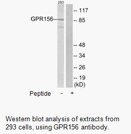 GPR156 Antibody | AAT Bioquest