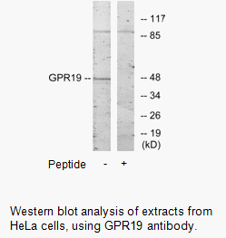 GPR19 Antibody | AAT Bioquest