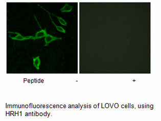 HRH1 Antibody | AAT Bioquest
