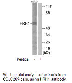 HRH1 Antibody | AAT Bioquest