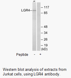 LGR4 Antibody | AAT Bioquest