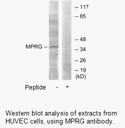 MPRG Antibody | AAT Bioquest