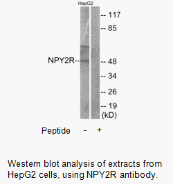 NPY2R Antibody | AAT Bioquest