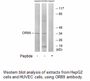 OR89 Antibody | AAT Bioquest