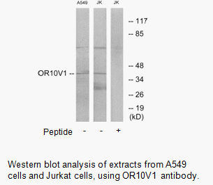 OR10V1 Antibody | AAT Bioquest