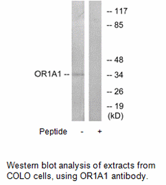 OR1A1 Antibody | AAT Bioquest