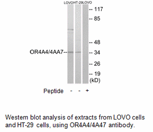 OR4A4/4A47 Antibody | AAT Bioquest