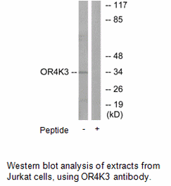 OR4K3 Antibody | AAT Bioquest