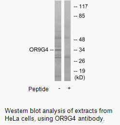 OR9G4 Antibody | AAT Bioquest