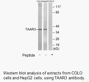 TAAR3 Antibody | AAT Bioquest