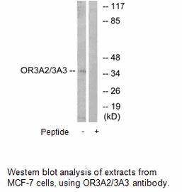 OR3A2/3A3 Antibody | AAT Bioquest