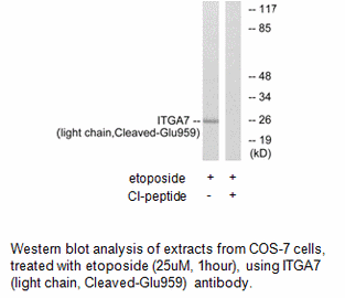 ITGA7 (light chain,Cleaved-Glu959) Antibody | AAT Bioquest