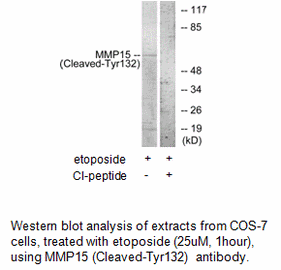 MMP15 (Cleaved-Tyr132) Antibody | AAT Bioquest