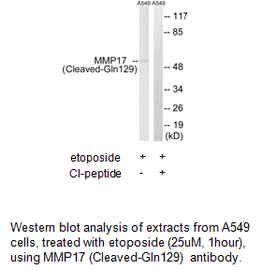 MMP17 (Cleaved-Gln129) Antibody | AAT Bioquest