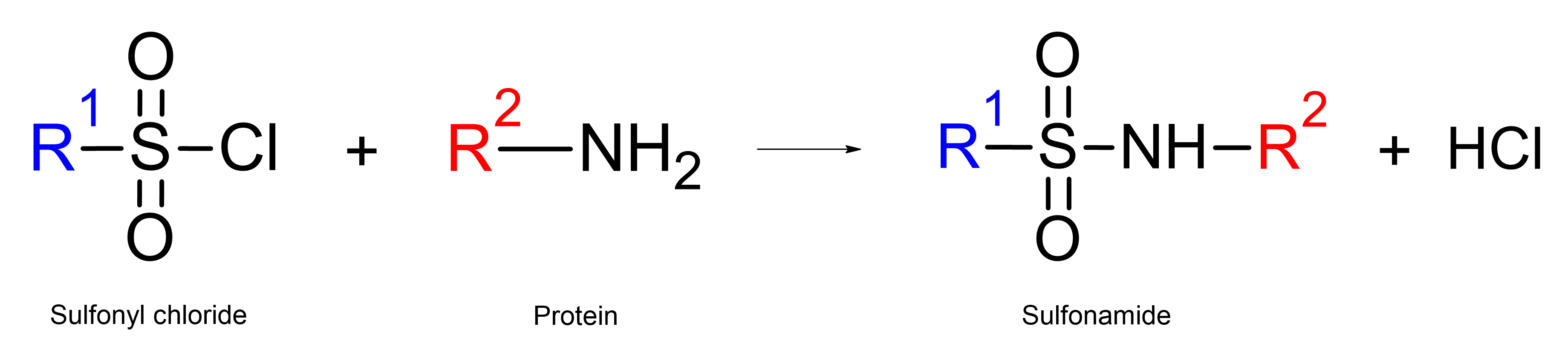 Amine Reactive Dyes and Probes for Conjugation | AAT Bioquest
