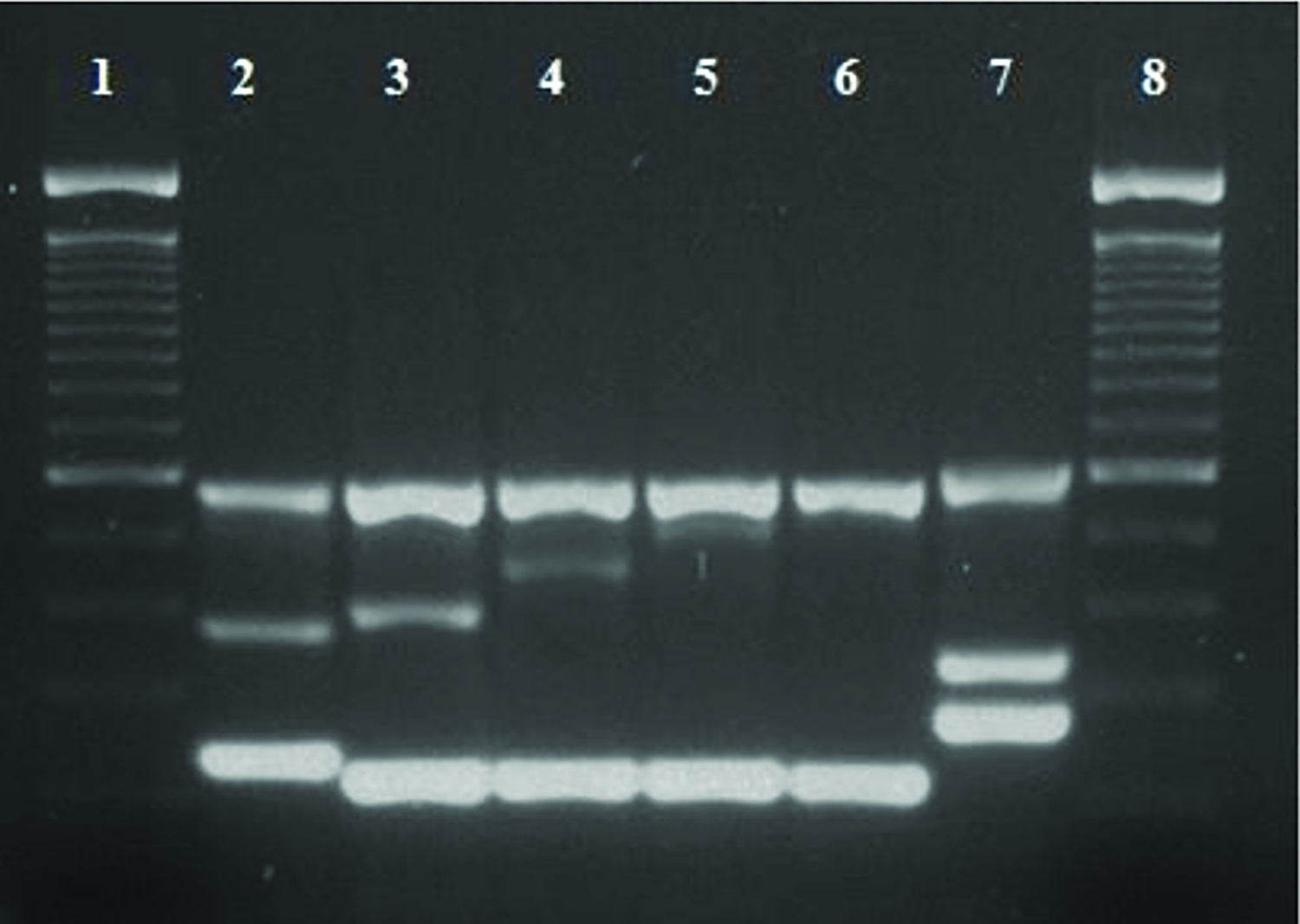 Gene Expression Analysis & Genotyping | AAT Bioquest