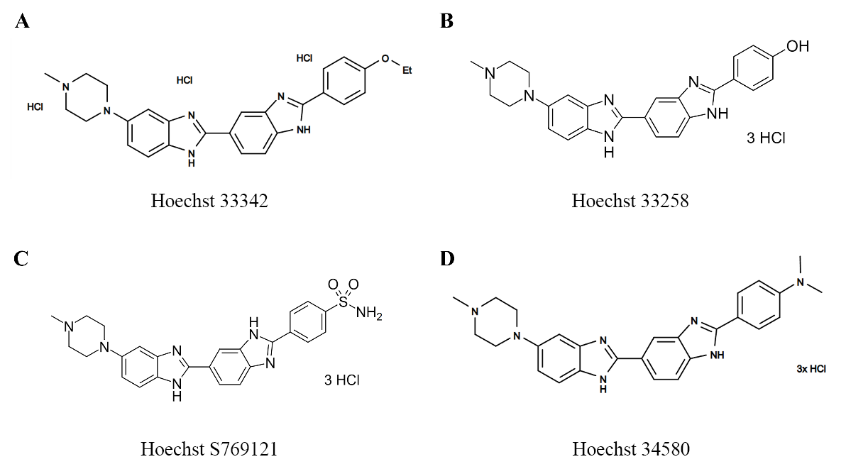 Hoechst DNA Stains for Live and Fixed Cells | AAT Bioquest