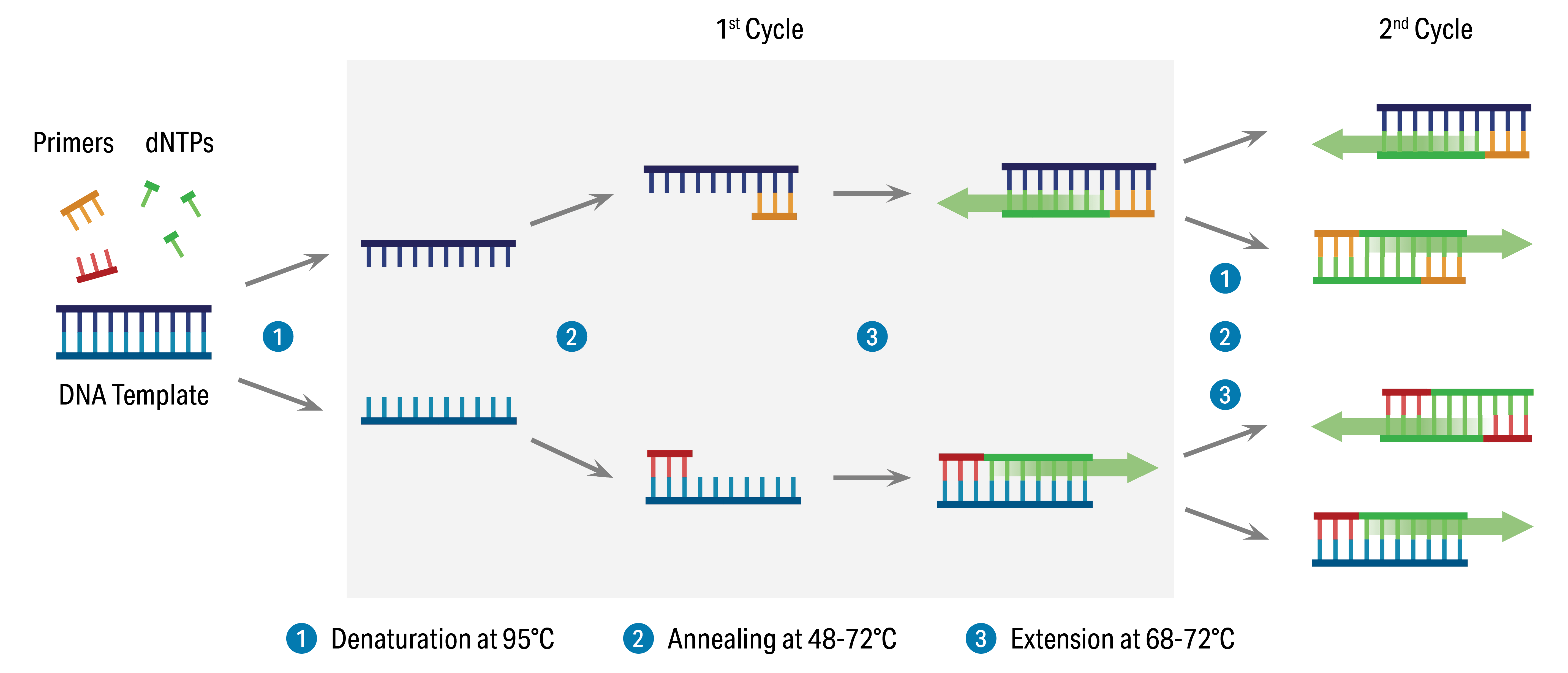 Real Time PCR qPCR AAT Bio